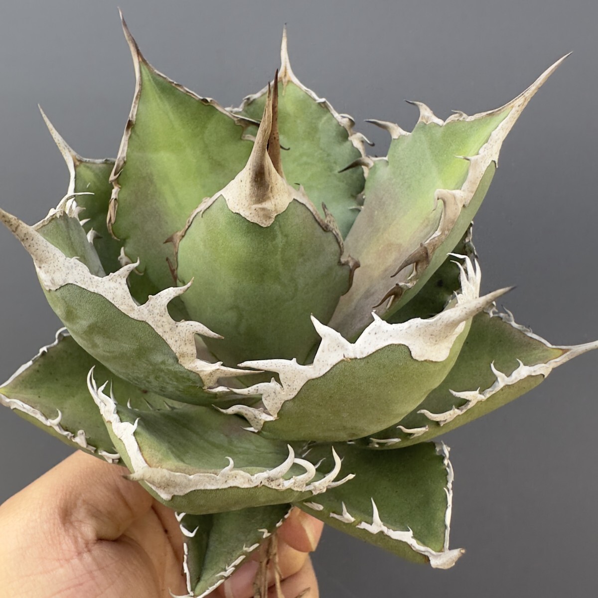 Yahoo!オークション - Q55 【青田園芸】 アガベ チタノタ シャークソー...