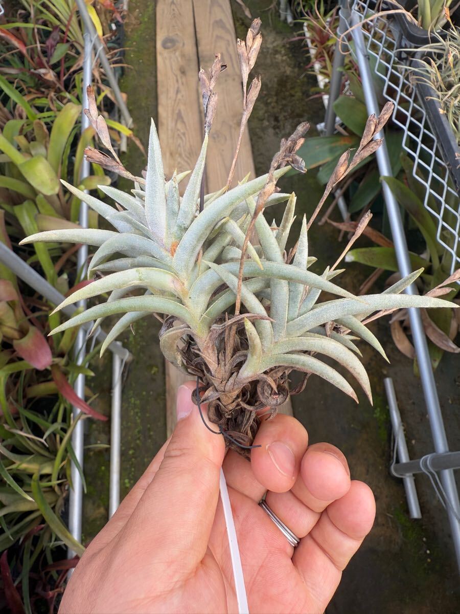 Yahoo!オークション - Tillandsia gilliesii