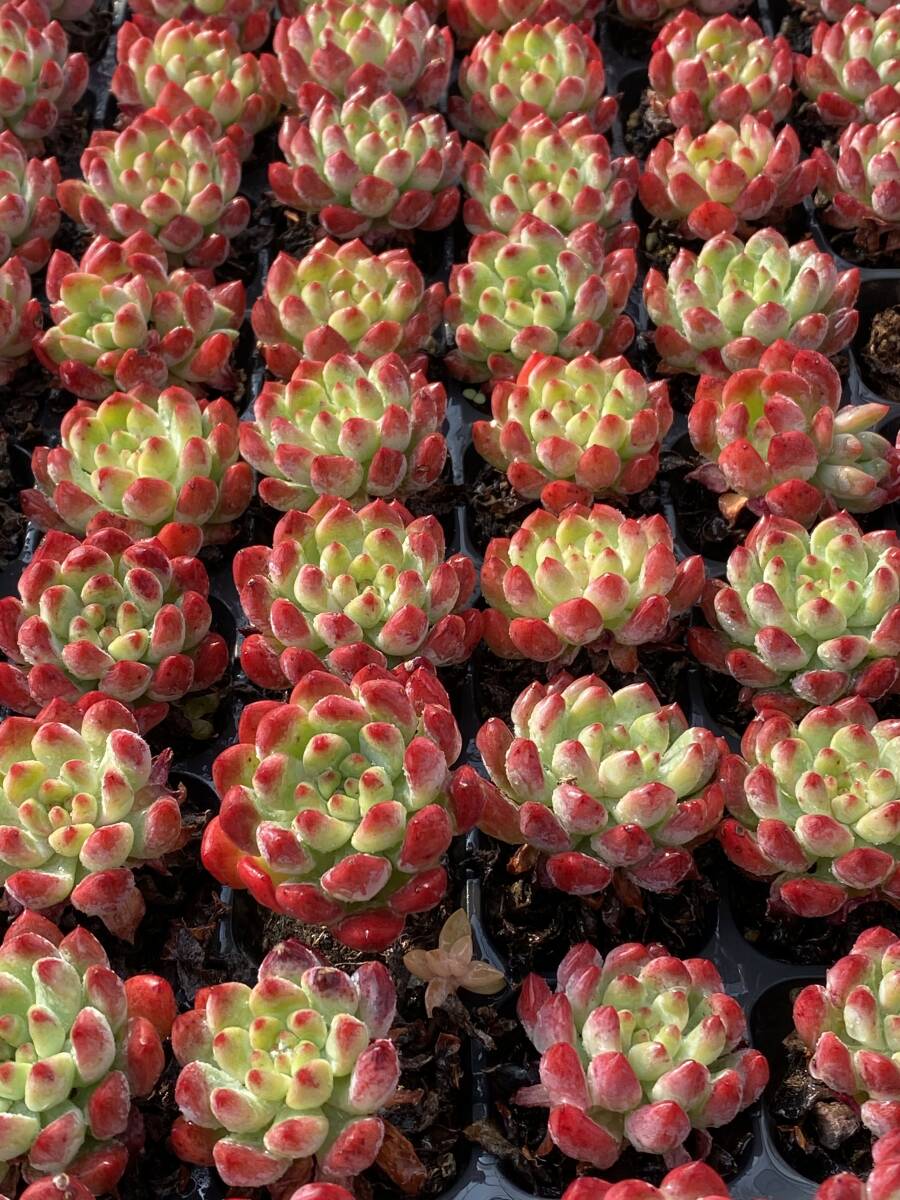 Yahoo!オークション - 72株 D121-2 多肉植物 エケベリア 青いリンゴ サ...