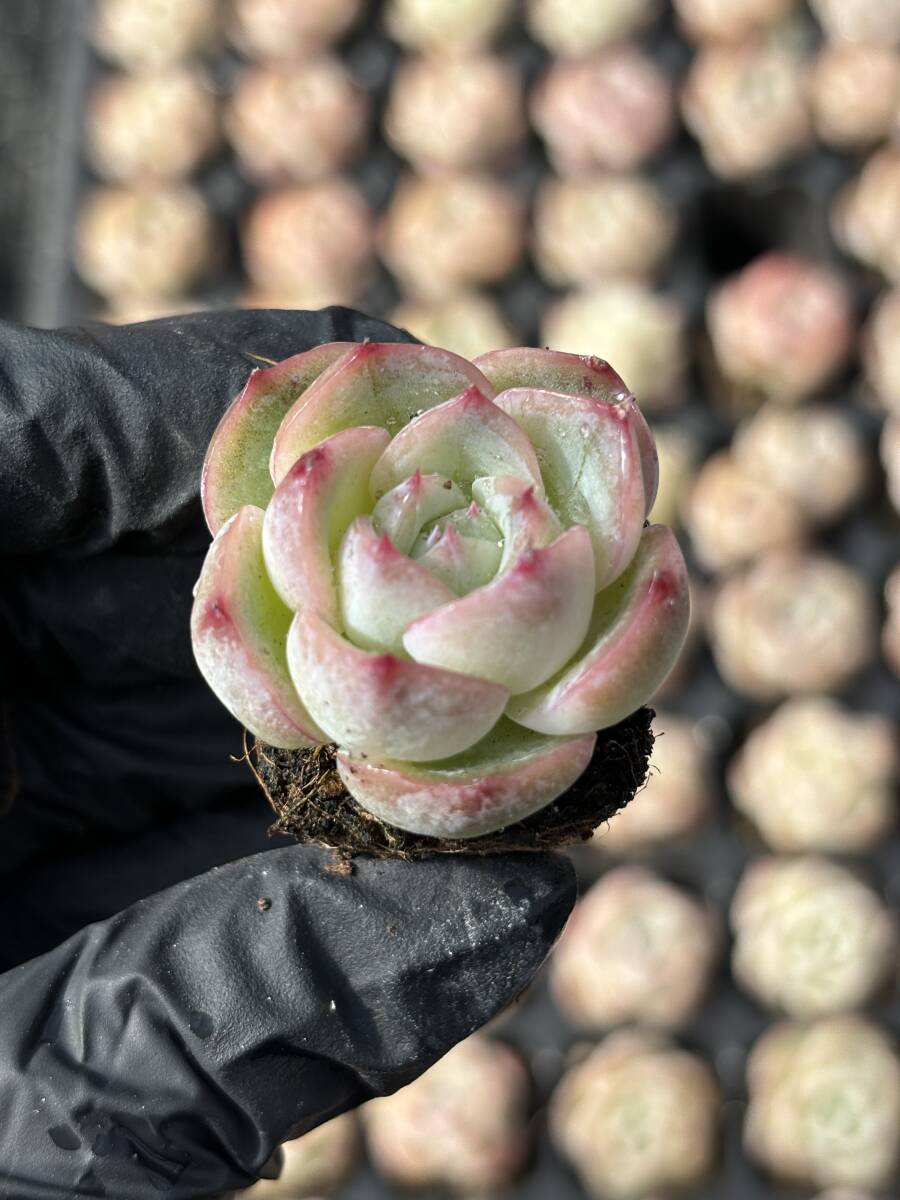 Yahoo!オークション - 105株 Q310-1 多肉植物 エケベリア クリスタルバ...