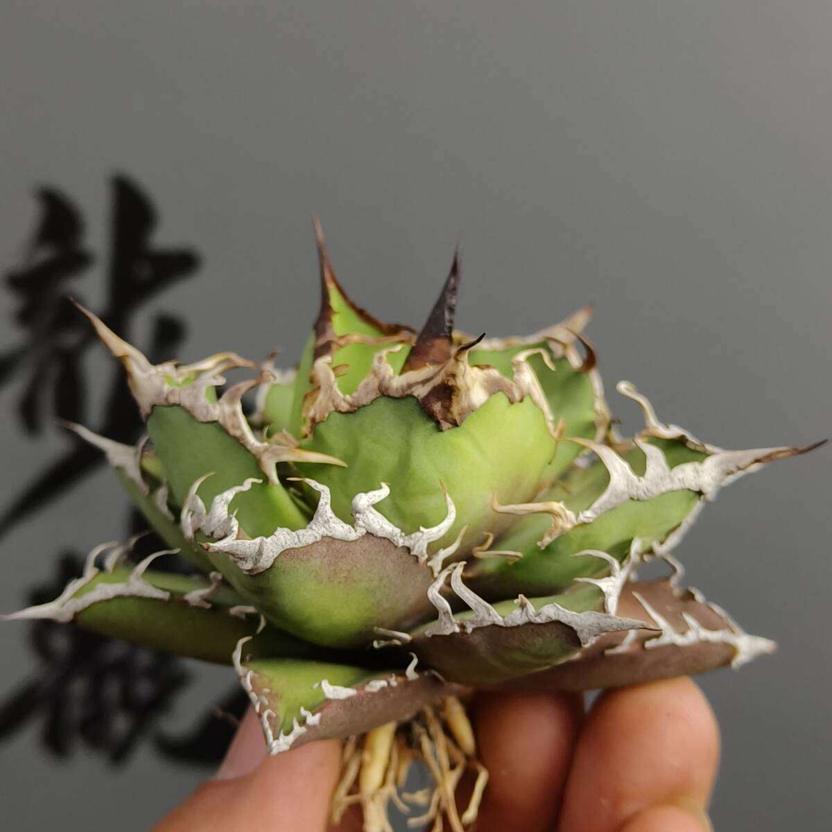 Yahoo!オークション - 【龍園觀】No.A46 特選 アガベ チタノタ " 凱...