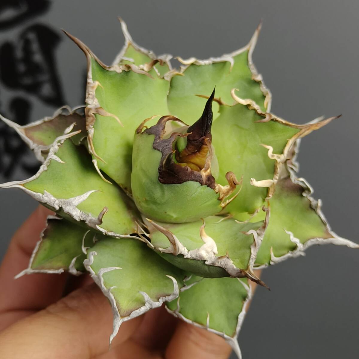 Yahoo!オークション - 【龍園觀】No.A46 特選 アガベ チタノタ " 凱...