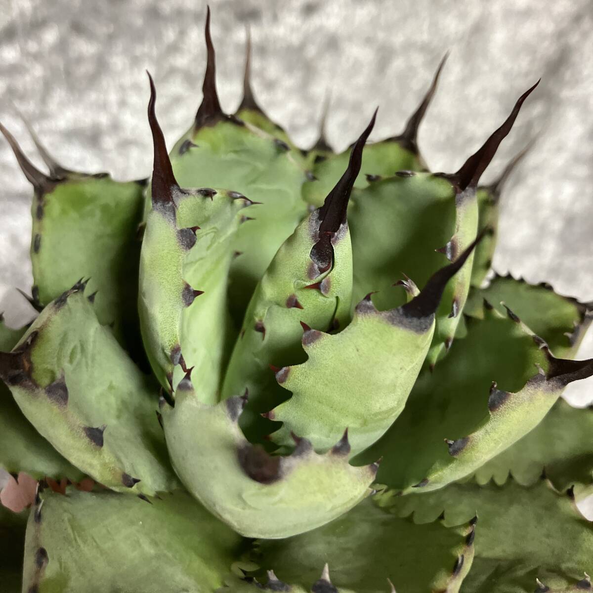 Yahoo!オークション - 【龍園觀】No.A149特選 アガベ ”八荒雷神“ 陽...