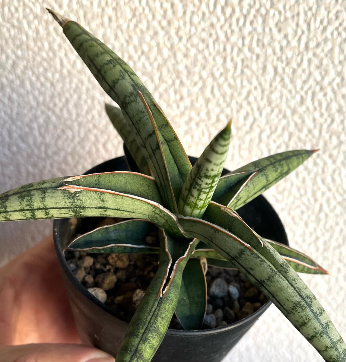 Yahoo!オークション - サンスベリア バリー/サンセベリアベラ LAV. 197...