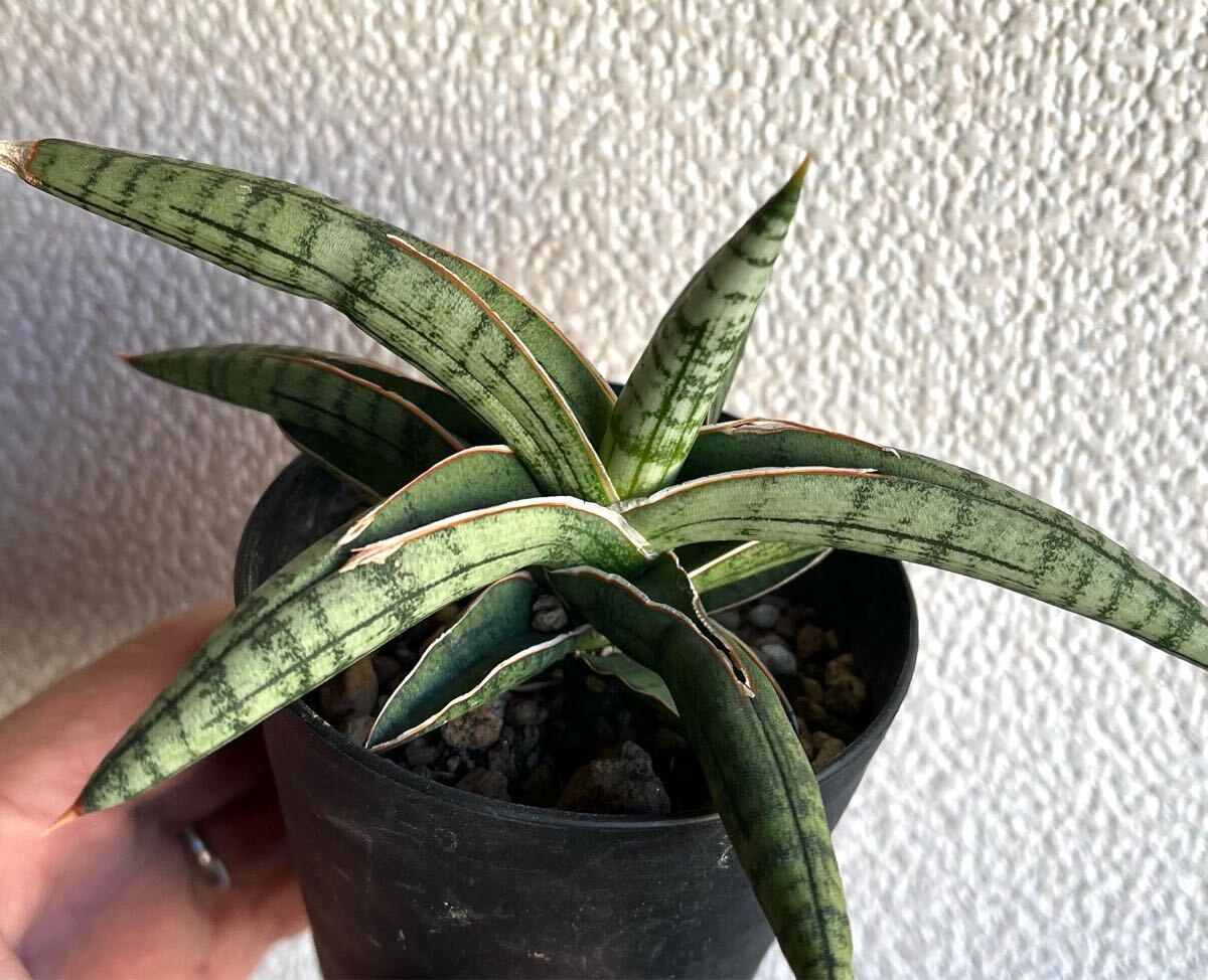 Yahoo!オークション - サンスベリア バリー/サンセベリアベラ LAV. 197...