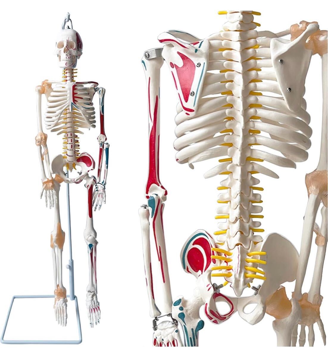 人体骨格模型 直立 スタンド 付 高精度 筋肉起始 85cm 1/2モデル 人体骨格模型 直立 スタンド 付 高精度 筋肉起始 85cm 1/2モデル