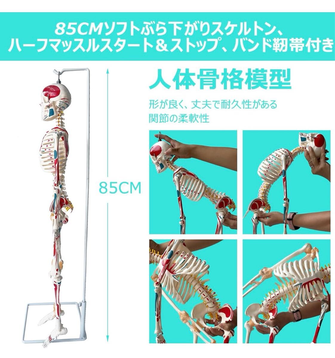 人体骨格模型 直立 スタンド 付 高精度 筋肉起始 85cm 1/2モデル 人体骨格模型 直立 スタンド 付 高精度 筋肉起始 85cm 1/2モデル