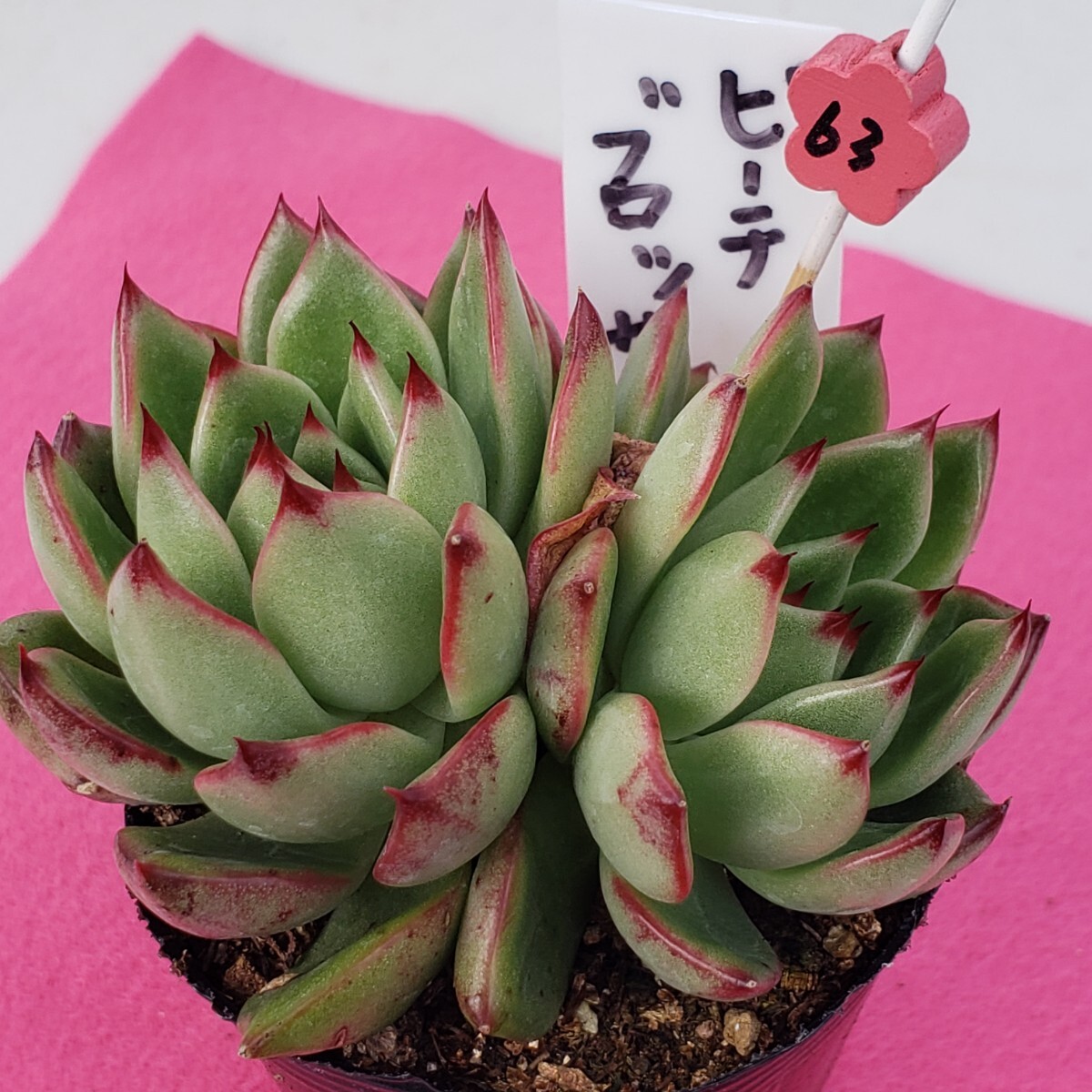 Yahoo!オークション - 多肉植物NO63 ピーチブロッサム 6㎝ポット 韓国...