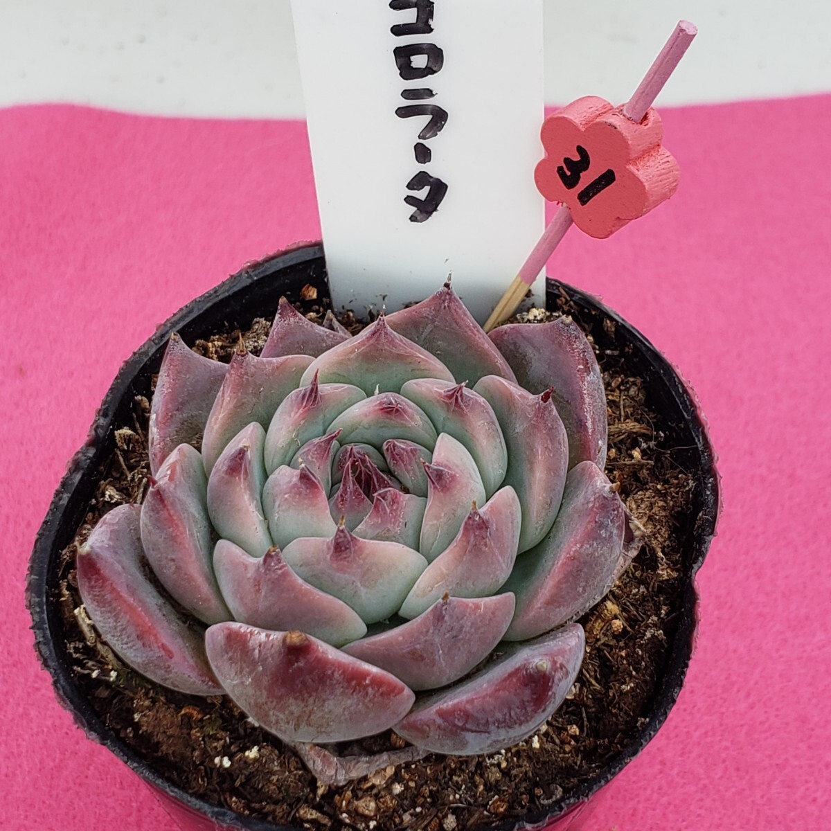 Yahoo!オークション - 多肉植物NO31 コロラータ 6㎝ポット 韓国苗 抜き...