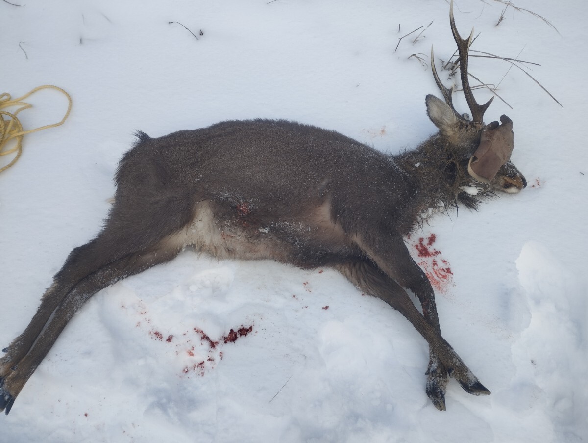 Yahoo!オークション - 鹿肉 オス鹿ほとんど1頭分19kg ペットにどうぞ
