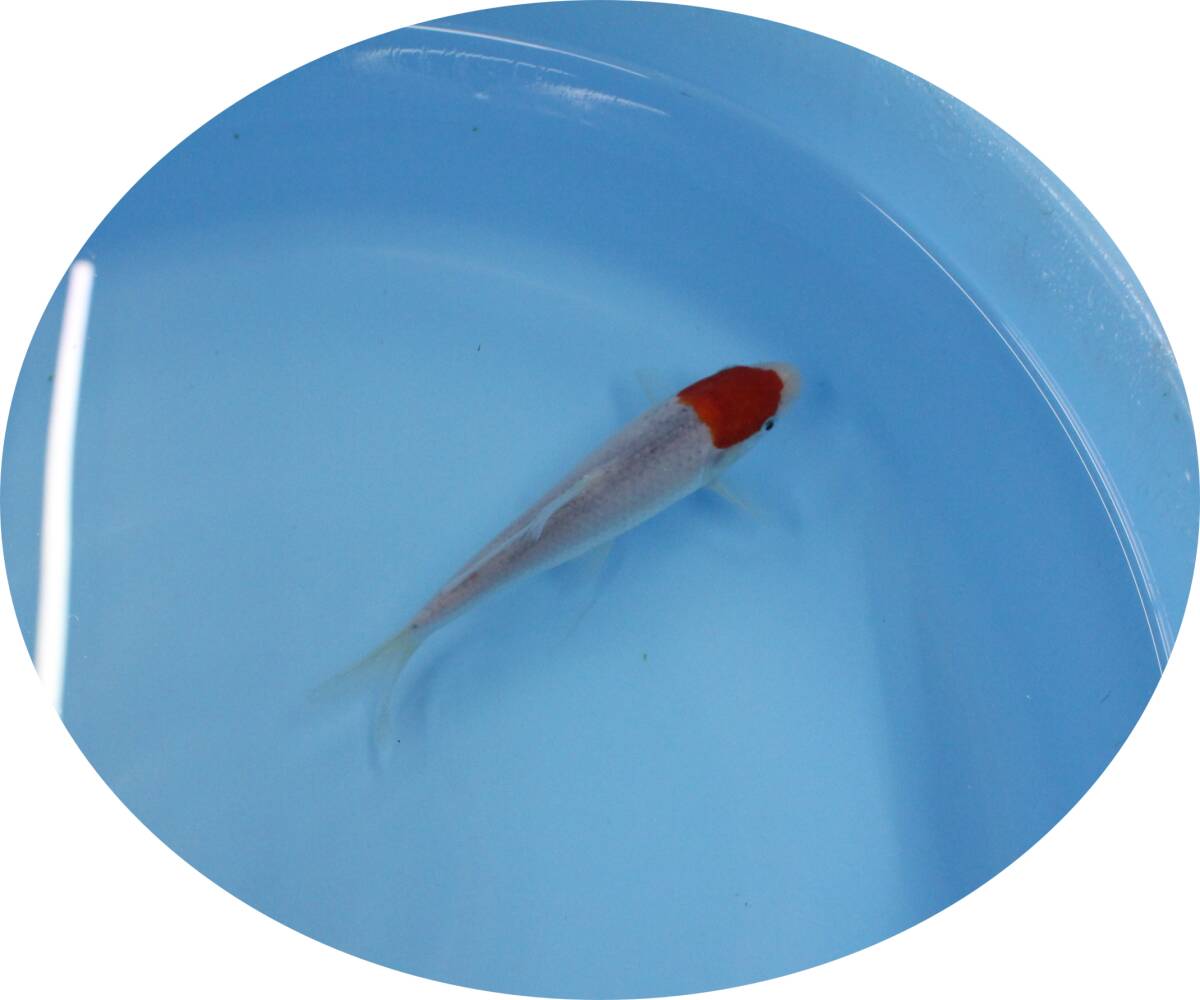 Yahoo!オークション - 【KHF】 錦鯉 丹頂五色 約14Cm 青木養鯉...