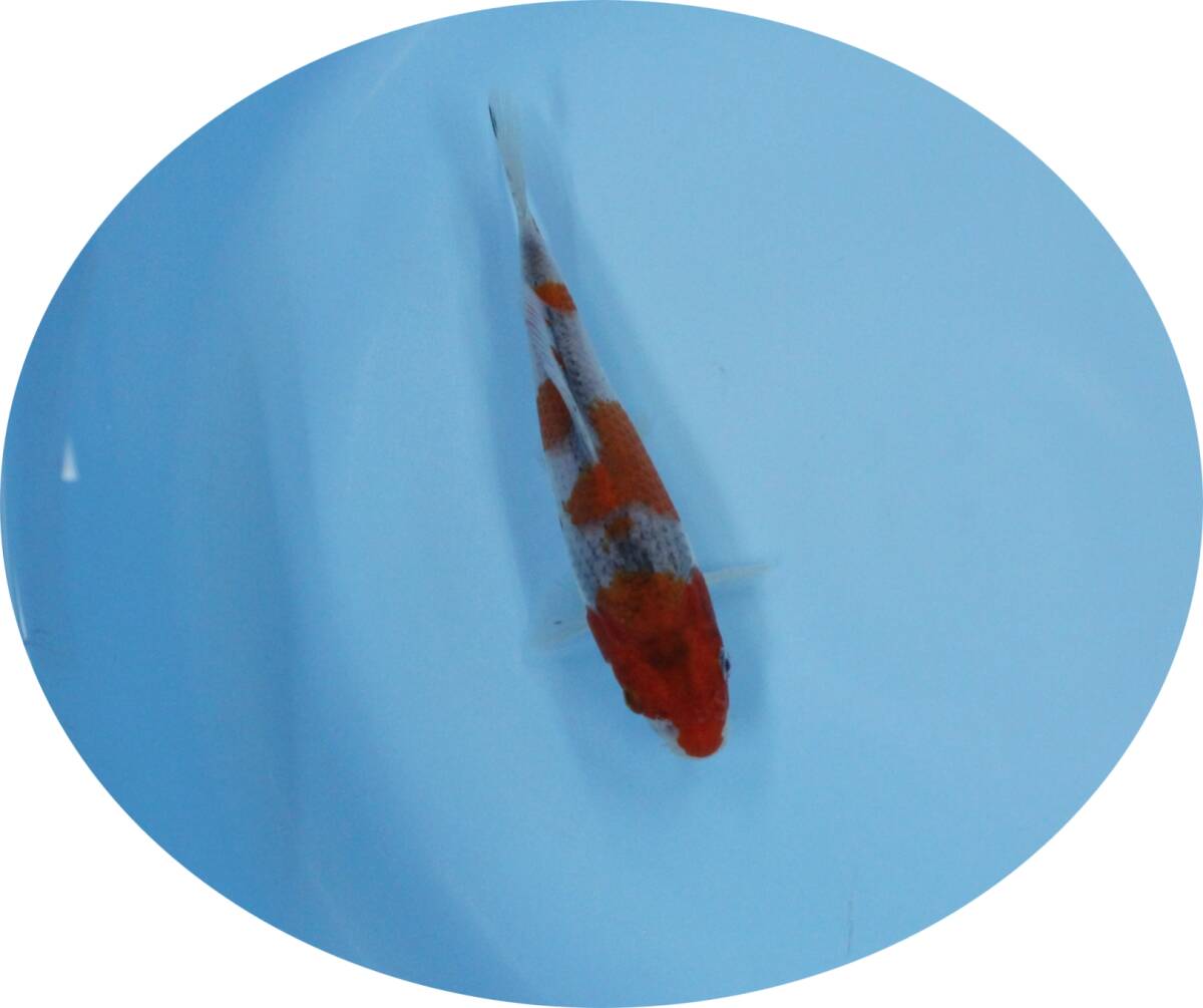 Yahoo!オークション - 【KHF】 錦鯉 五色 約16Cm 青木養鯉場産...