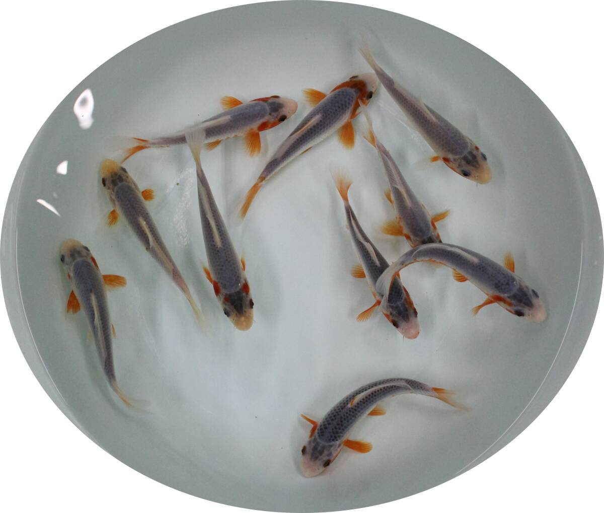 Yahoo!オークション - 【KHF】 錦鯉 浅黄 約12～14Cm 10セ...