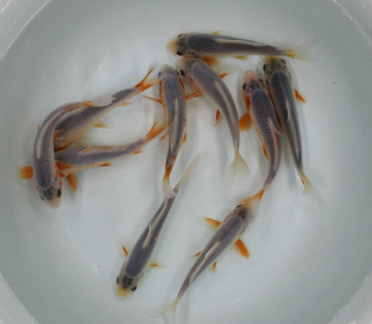 Yahoo!オークション - 【KHF】 錦鯉 浅黄 約13～14Cm 10セ...