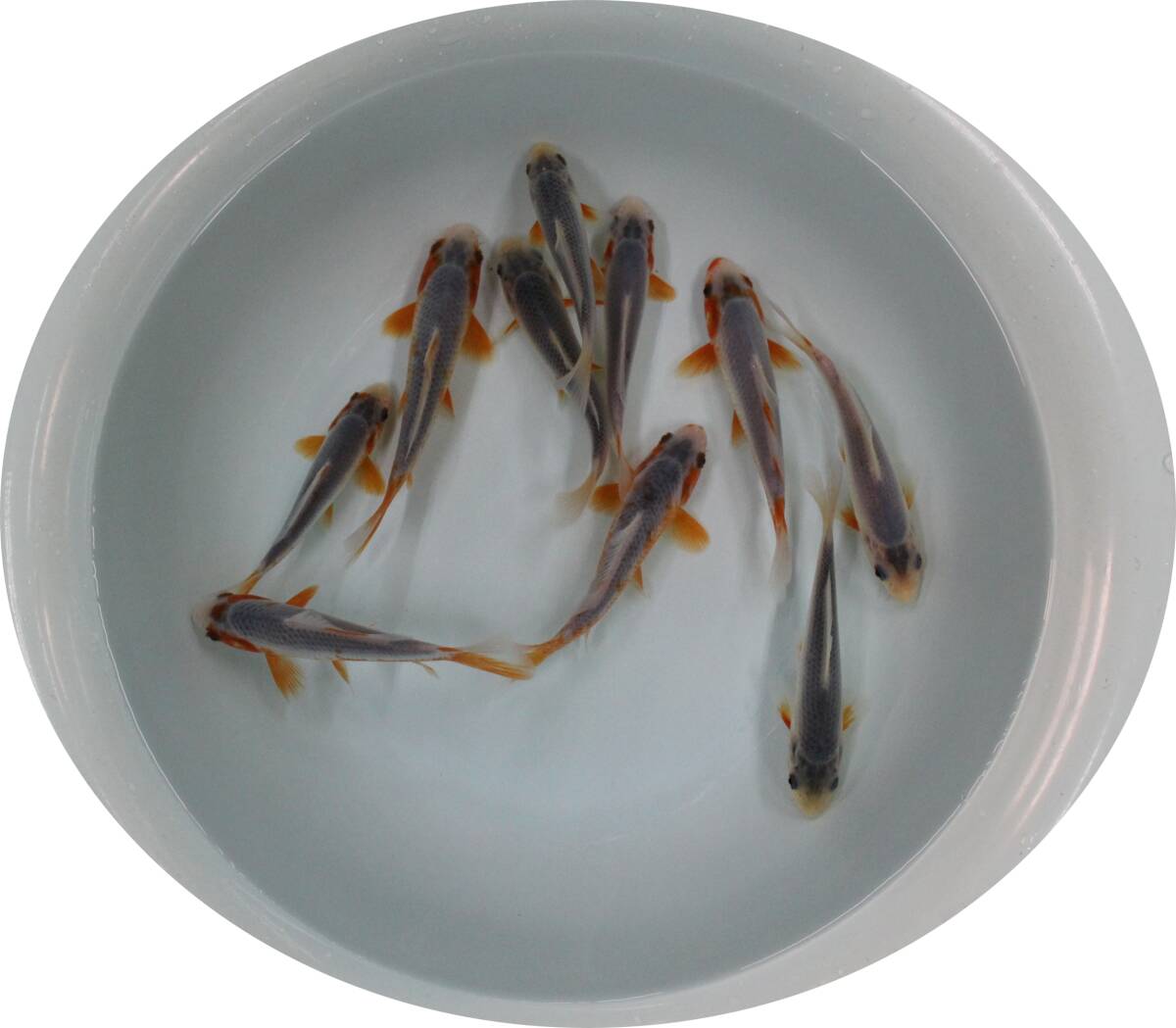 Yahoo!オークション - 【KHF】 錦鯉 浅黄 約11～15Cm 10セ...