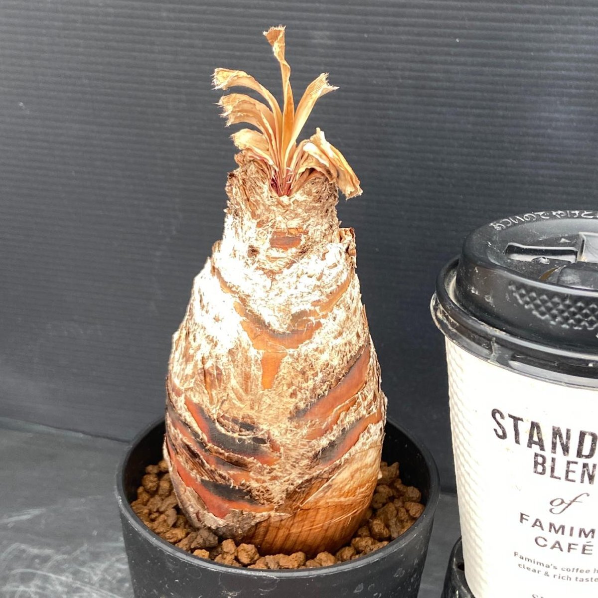 Yahoo!オークション - 7012 「球根植物」ブーファン ディスティチャ 植...