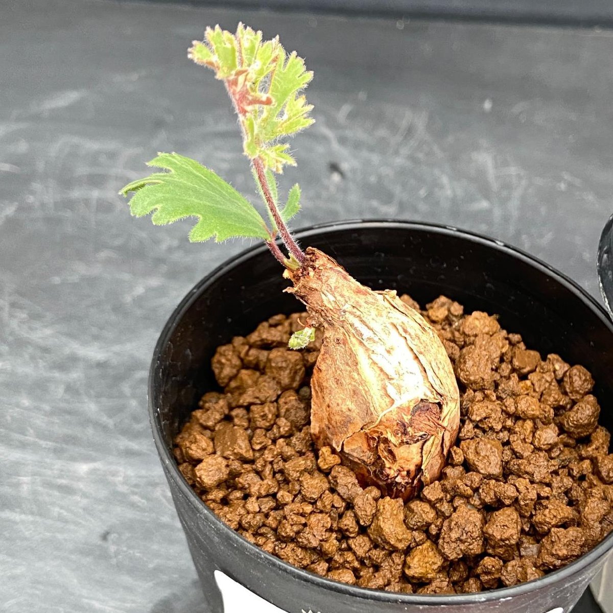 Yahoo!オークション - 6965 「塊根植物」ペラルゴニウム プルヴェルレ...