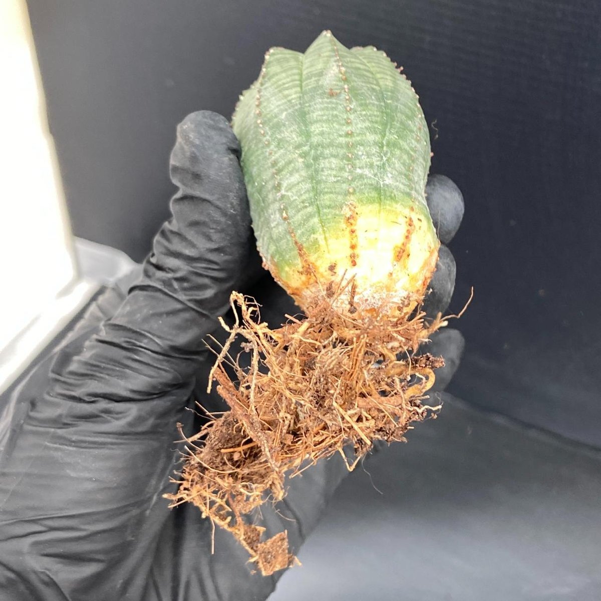 Yahoo!オークション - 6982 「多肉植物J」ユーフォルビア オベサ 抜き...