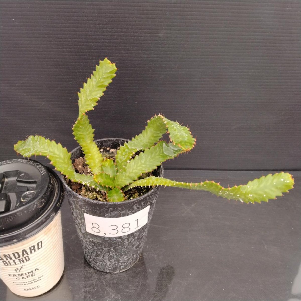 Yahoo!オークション - 8381 「実生」ユーフォルビア ステラータ【発根...