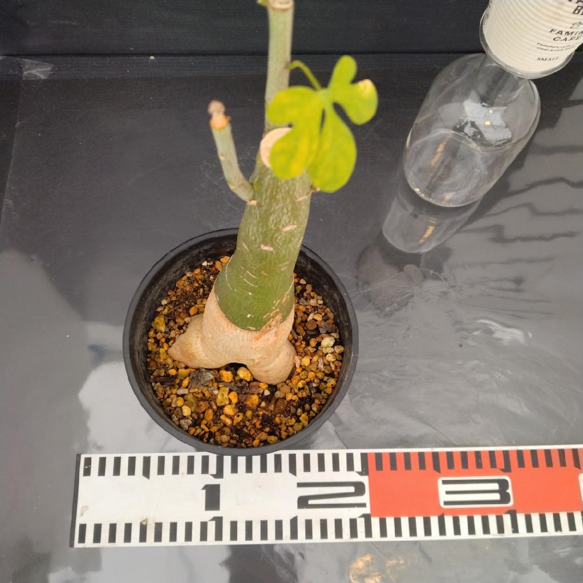 Yahoo!オークション - 8383 「塊根植物」アデニア フルチコーサ 【発根...