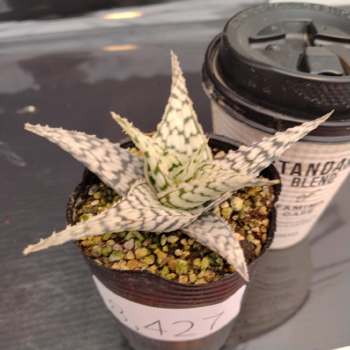 Yahoo!オークション - 8427 「観葉植物」アロエ ブリザード 【Aloe 'Bl...