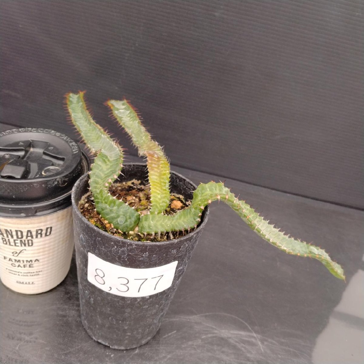 Yahoo!オークション - 8377 「実生」ユーフォルビア ステラータ【発根...