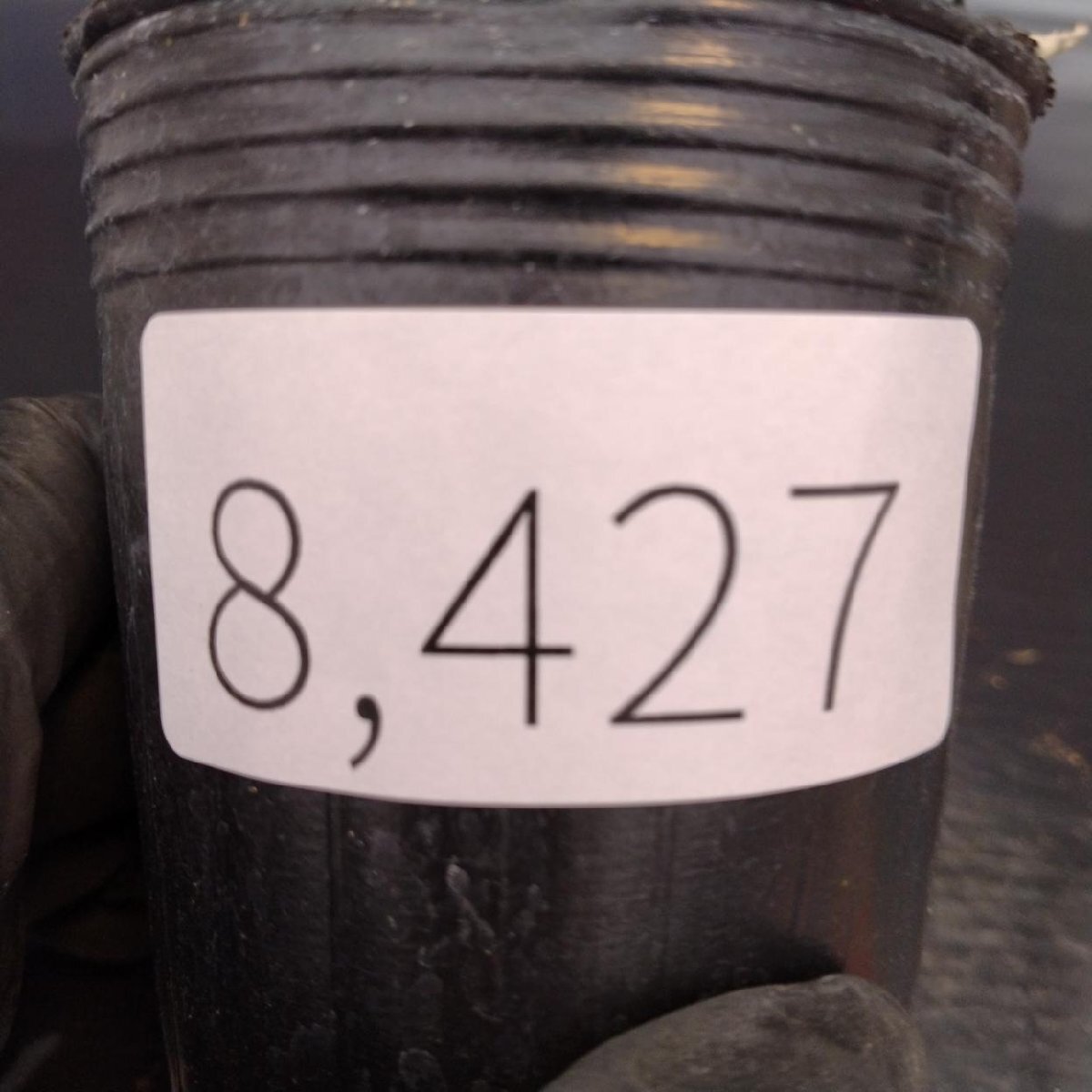 Yahoo!オークション - 8427 「観葉植物」アロエ ブリザード 【Aloe 'Bl...