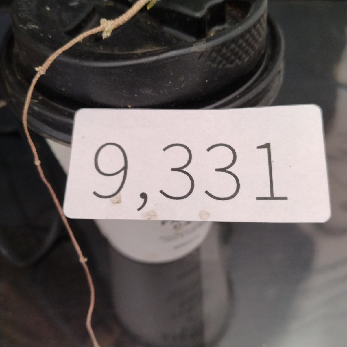 Yahoo!オークション - 9331 「実生」フォッケア クリスパ 抜き苗【畑地...