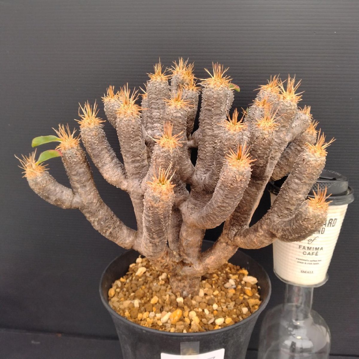 Yahoo!オークション - 2937 「多肉植物」ユーフォルビア ギラウミニア...