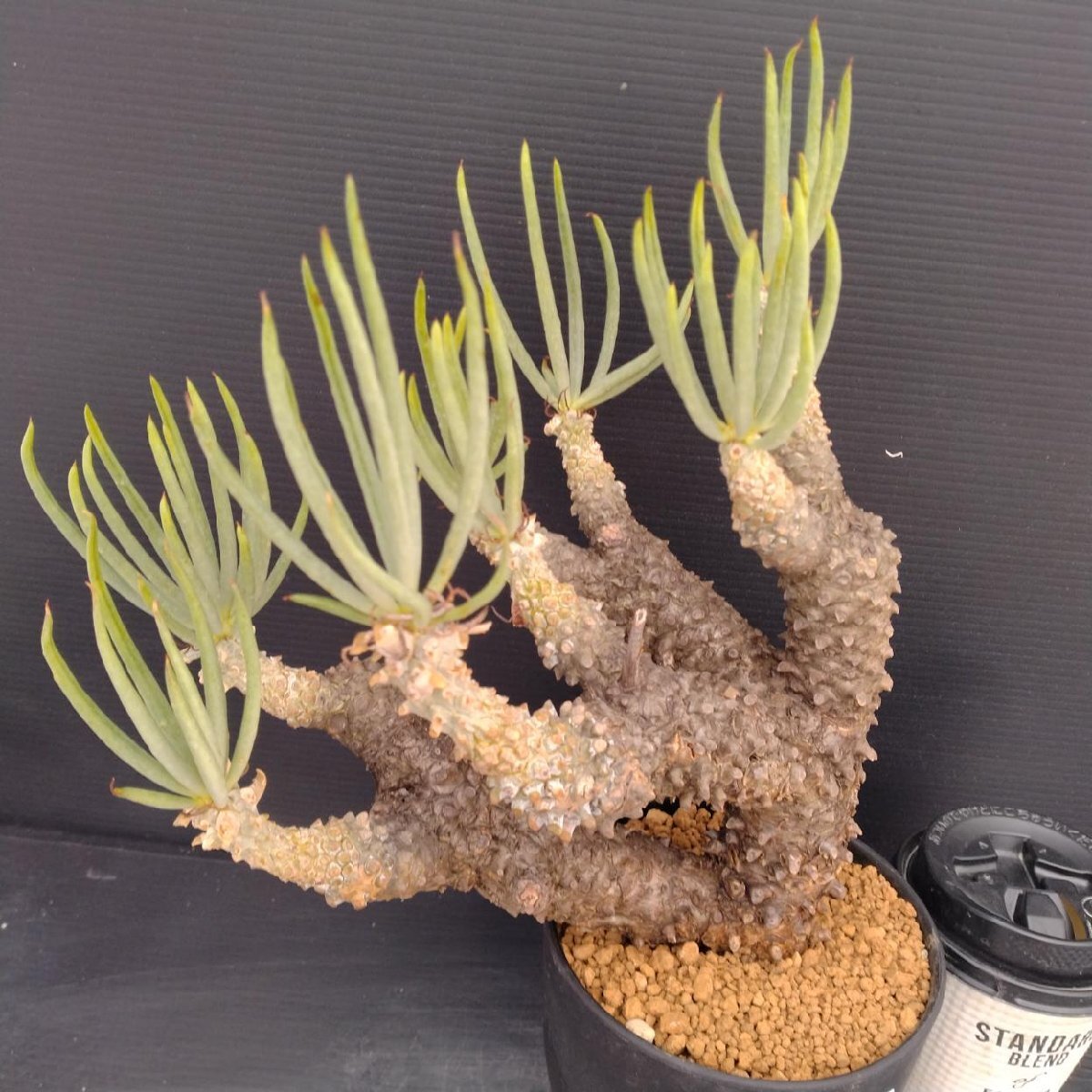 Yahoo!オークション - 2949 「塊根植物」チレコドン ワリチー大 植え【...