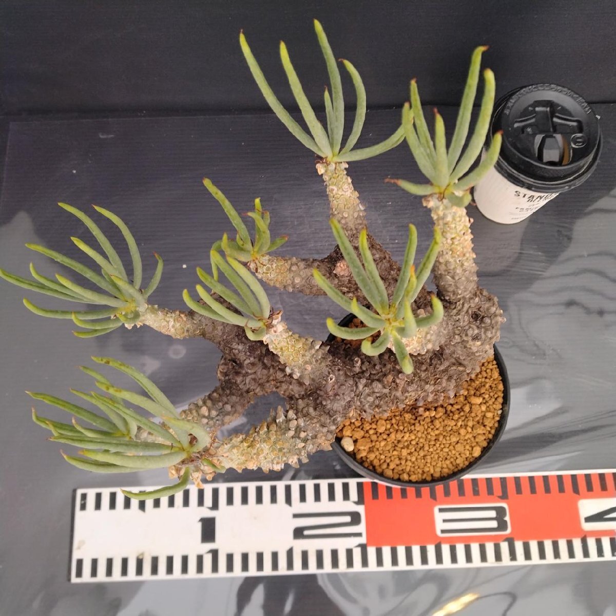 Yahoo!オークション - 2949 「塊根植物」チレコドン ワリチー大 植え【...