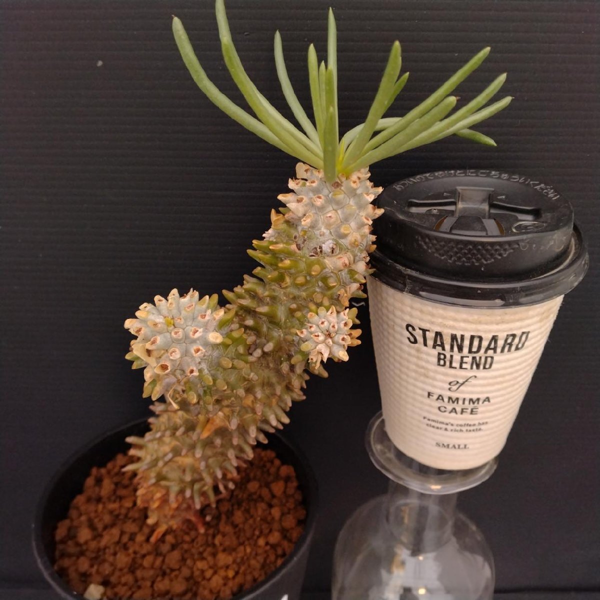 Yahoo!オークション - 2917 「塊根植物」チレコドン ワリチー 植え【発...