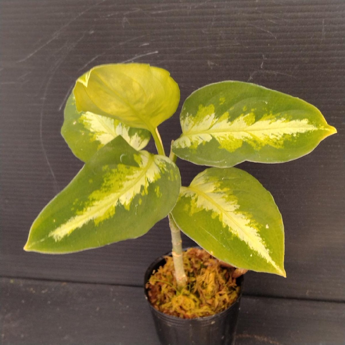 Yahoo!オークション - 4783 「観葉植物】アグラオネマ ピクタム トリカ...