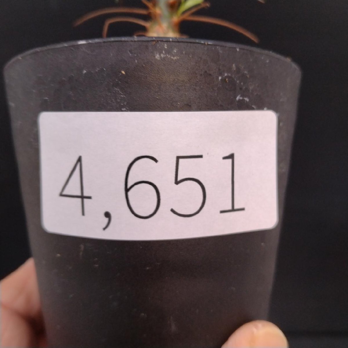 Yahoo!オークション - 4651 「実生」フォークイエリア プルプシー【塊...