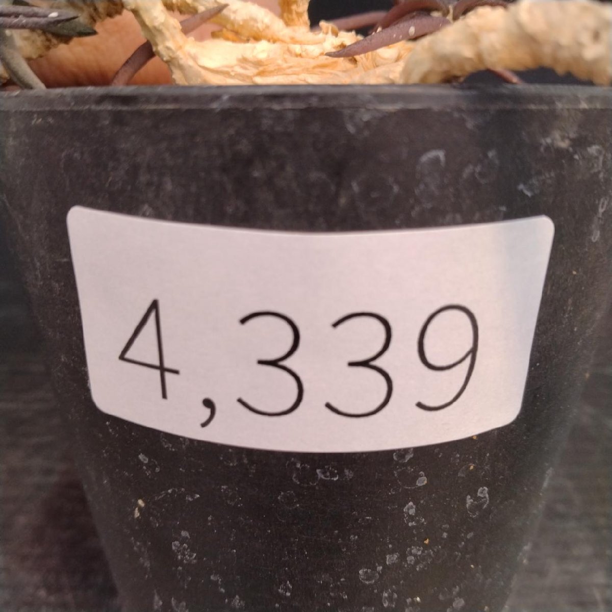 Yahoo!オークション - 4339 「多肉植物」ユーフォルビア ワリンギアエ ...