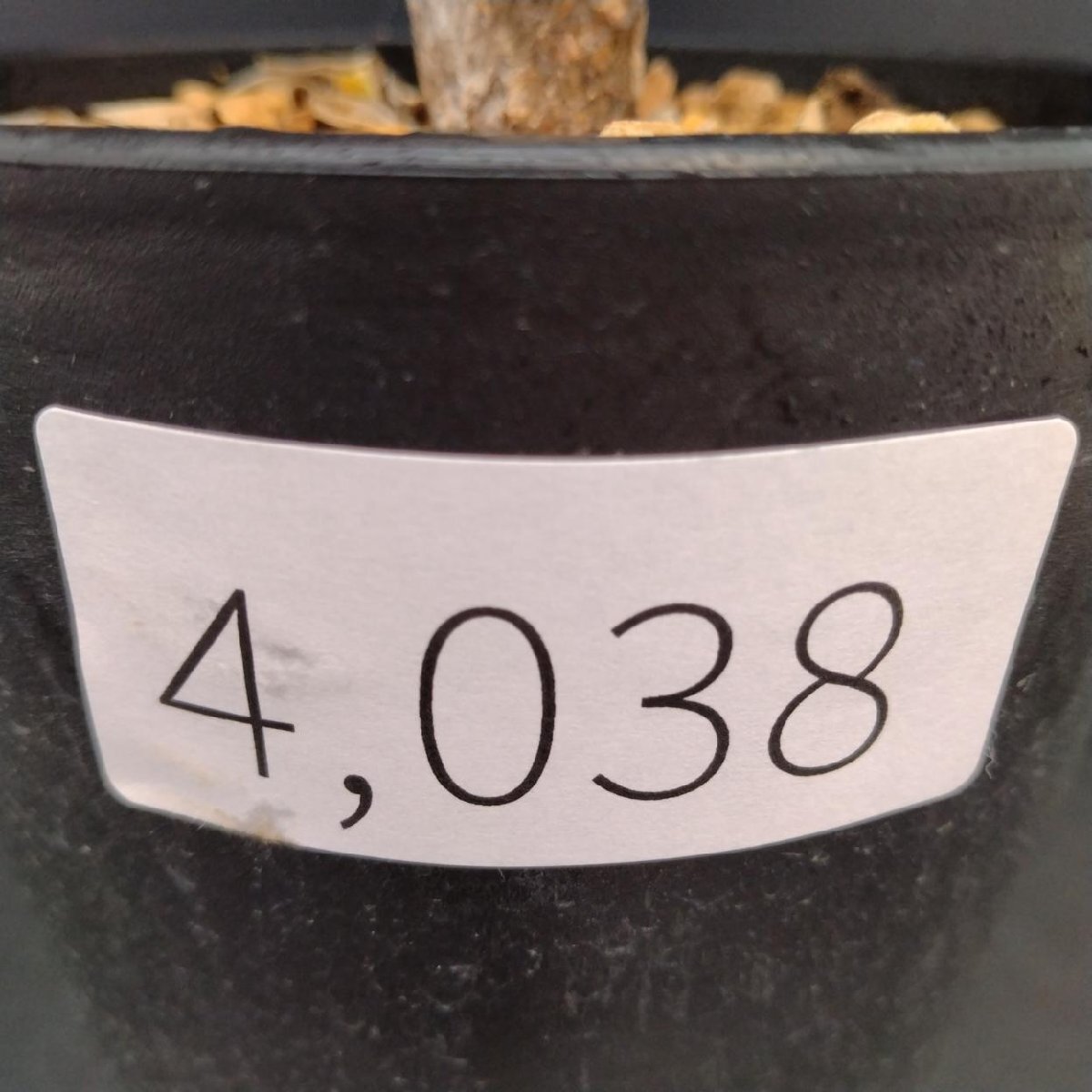 Yahoo!オークション - 4038 「多肉植物」ユーフォルビア ギラウミニア...