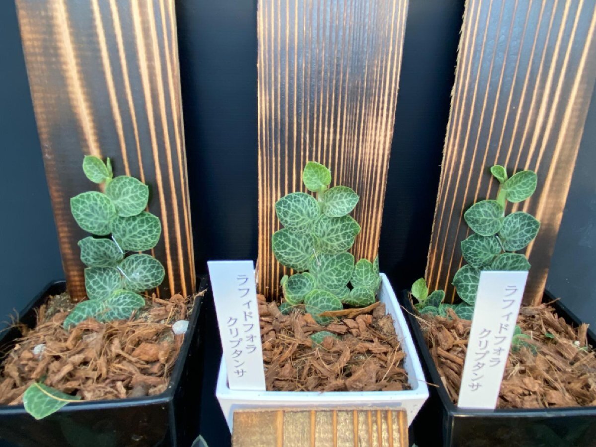 Yahoo!オークション - 4317 「観葉植物」ラフィドフォラ クリプタンサ ...