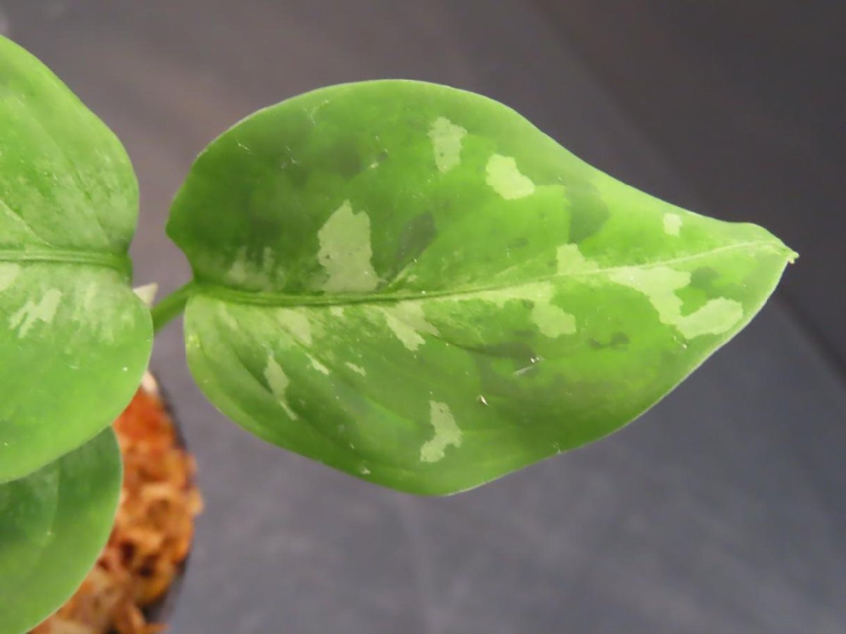 Yahoo!オークション - 4163 「観葉植物】アグラオネマ ピクタム トリカ...