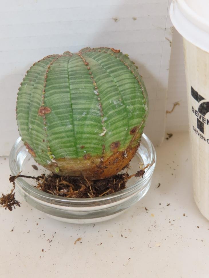 Yahoo!オークション - 6706 「多肉植物J」ユーフォルビア オベサ 抜き...