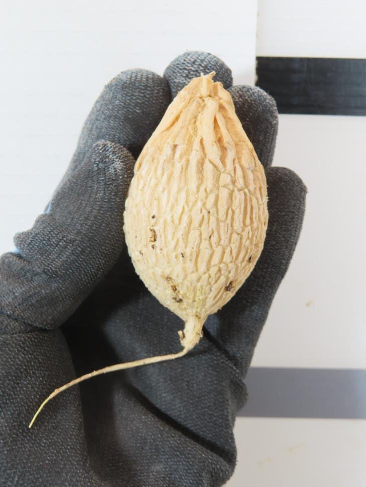 Yahoo!オークション - 6672 「塊根植物」マテレア シクロフィラ 抜き苗...