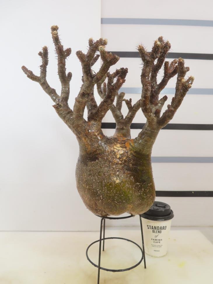 Yahoo!オークション - 7233 「塊根植物」パキポディウム グラキリスL ...