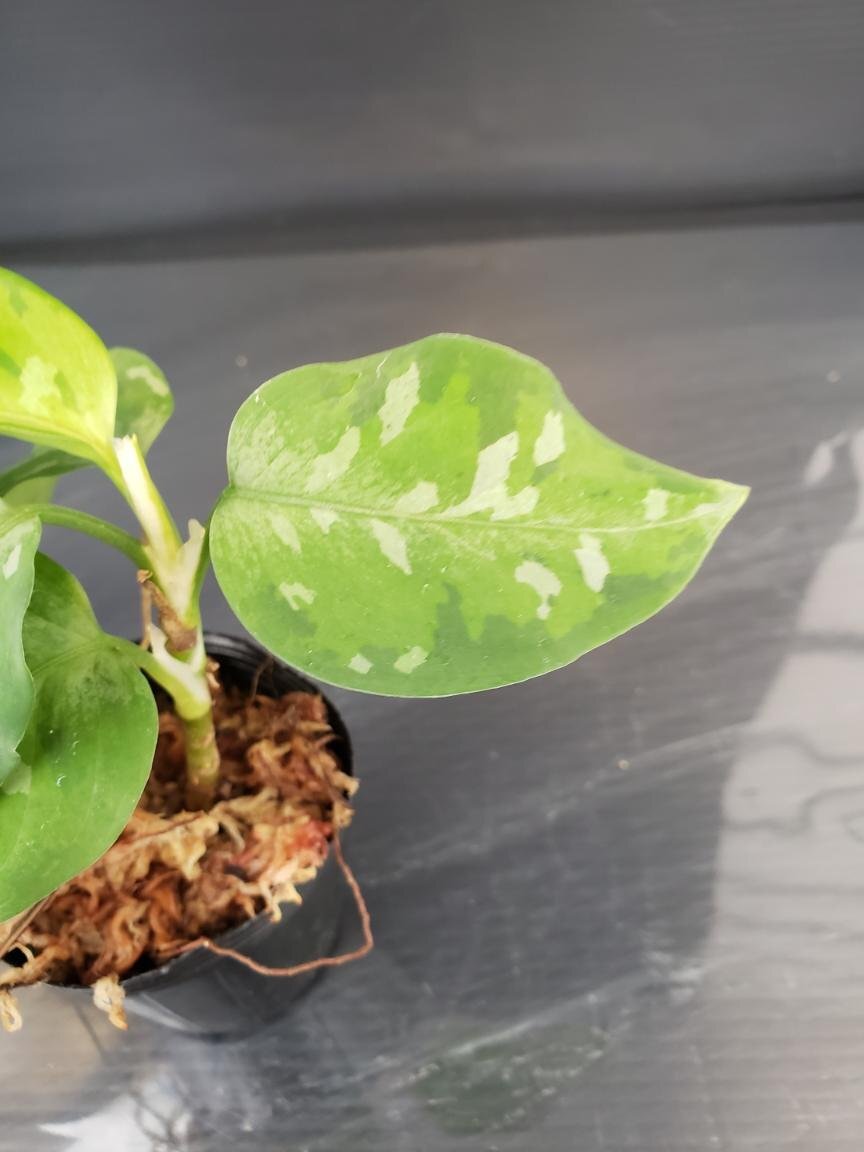 Yahoo!オークション - 8782 「観葉植物】アグラオネマ ピクタム トリカ...