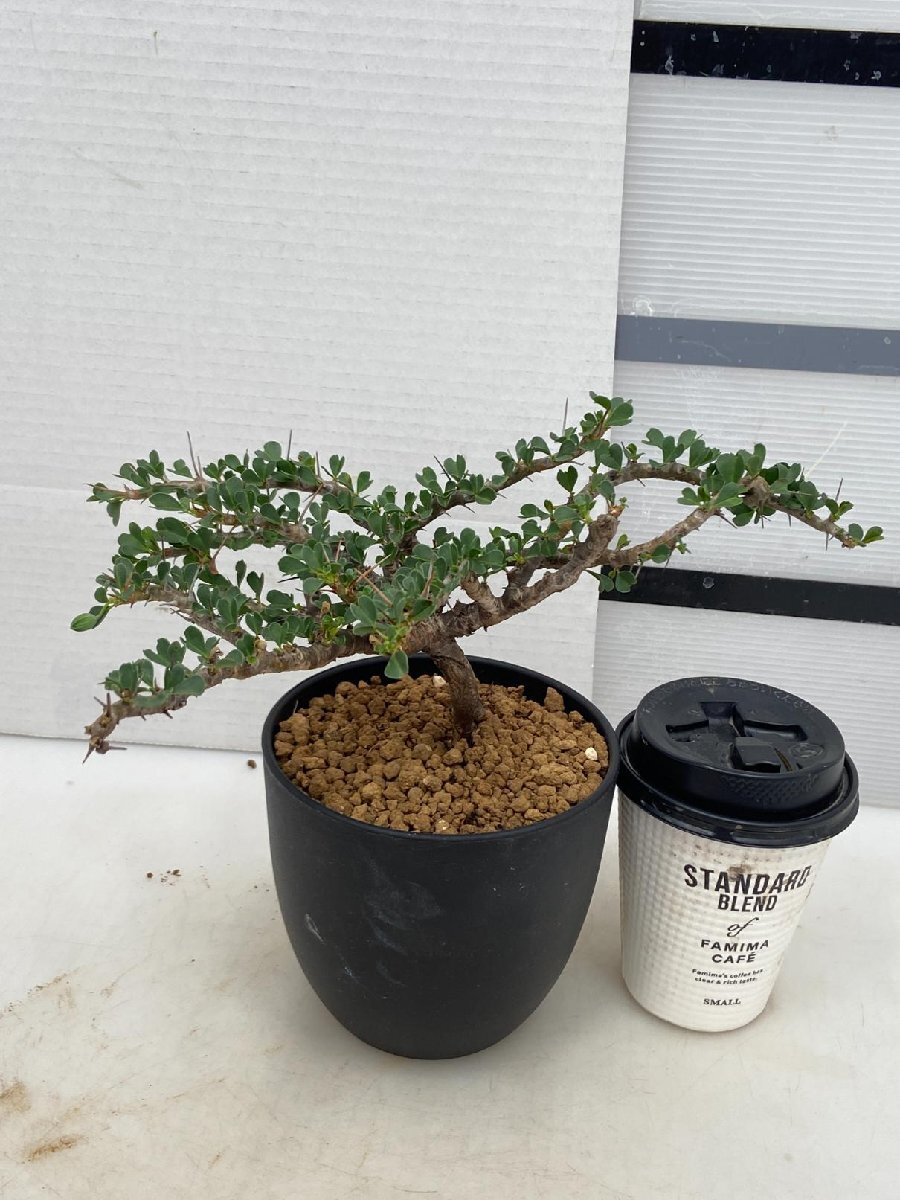 Yahoo!オークション - 6312 「多肉植物」サルコカウロン バンデリエテ...