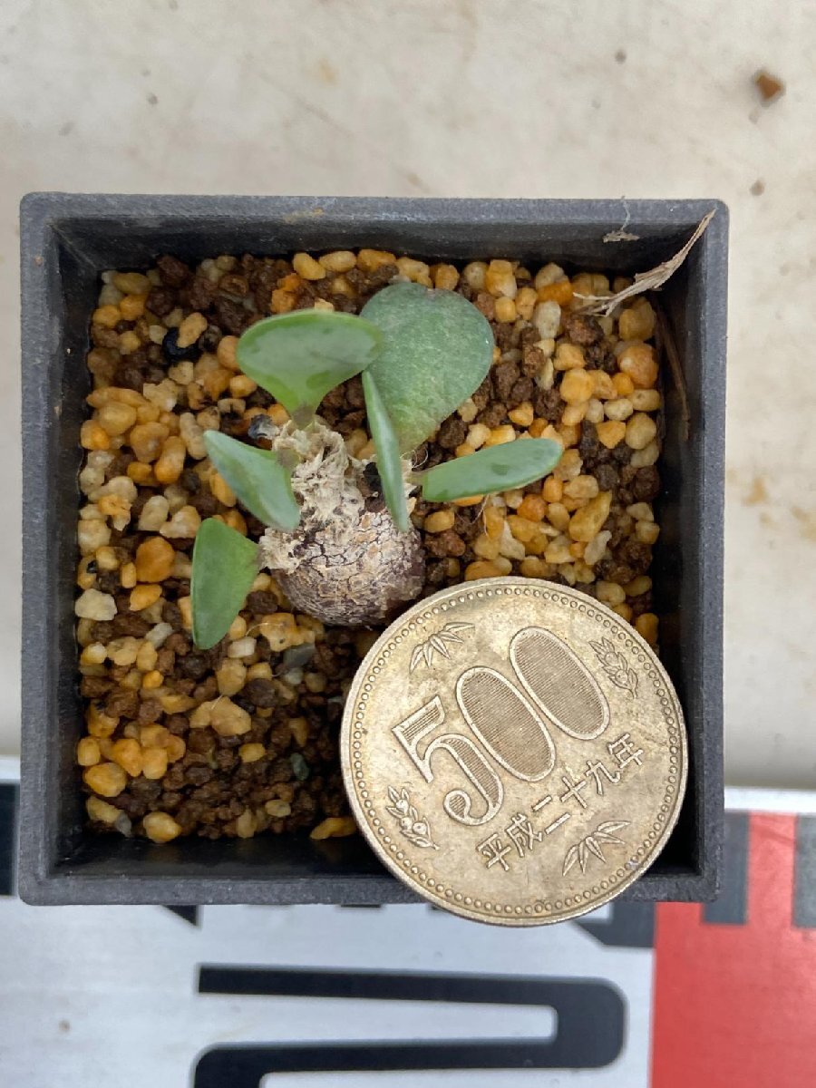 Yahoo!オークション - 6373 「実生」オトンナ インターメディア 植え【...