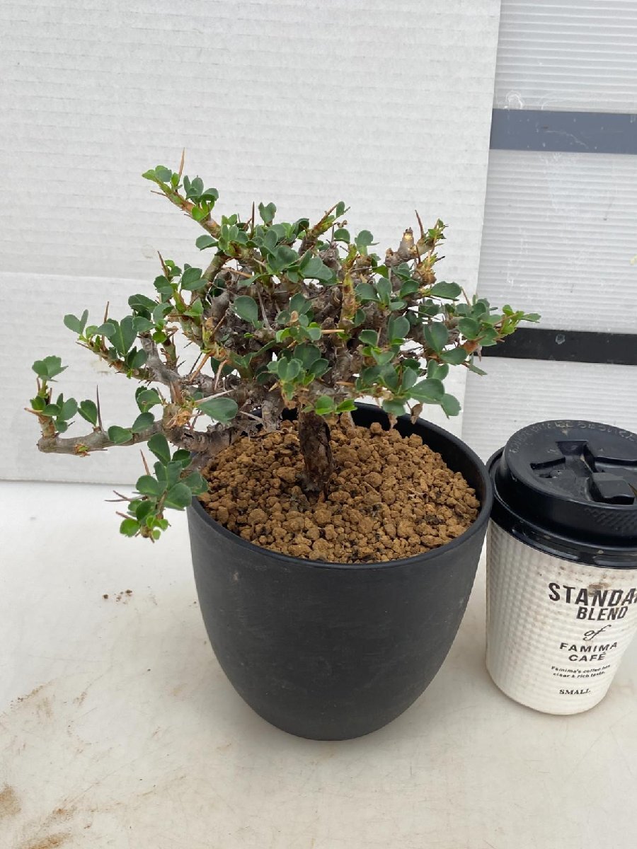 Yahoo!オークション - 6310 「多肉植物」サルコカウロン バンデリエテ...