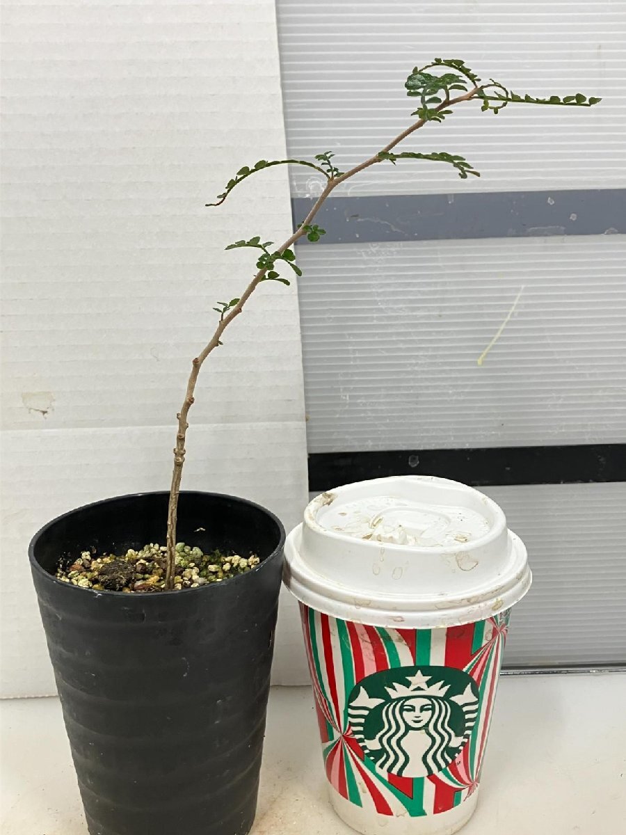 Yahoo!オークション - 6588 「実生株」オペルクリカリア パキプス 植え...