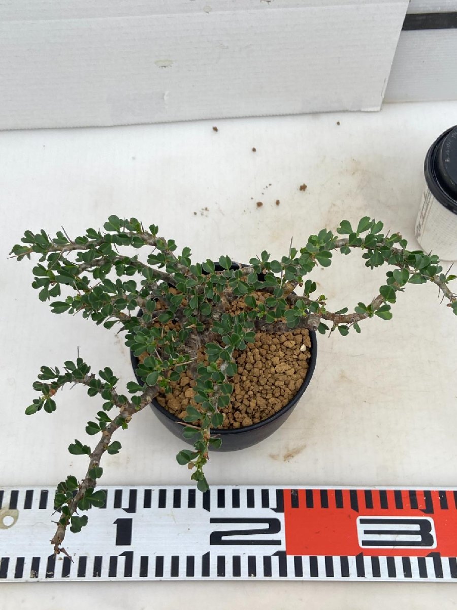 Yahoo!オークション - 6312 「多肉植物」サルコカウロン バンデリエテ...