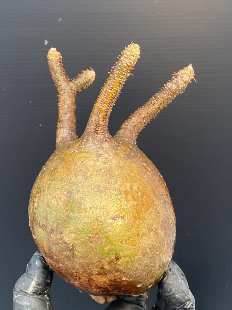 Yahoo!オークション - 8377 「塊根植物」パキポディウム グラキリス S ...