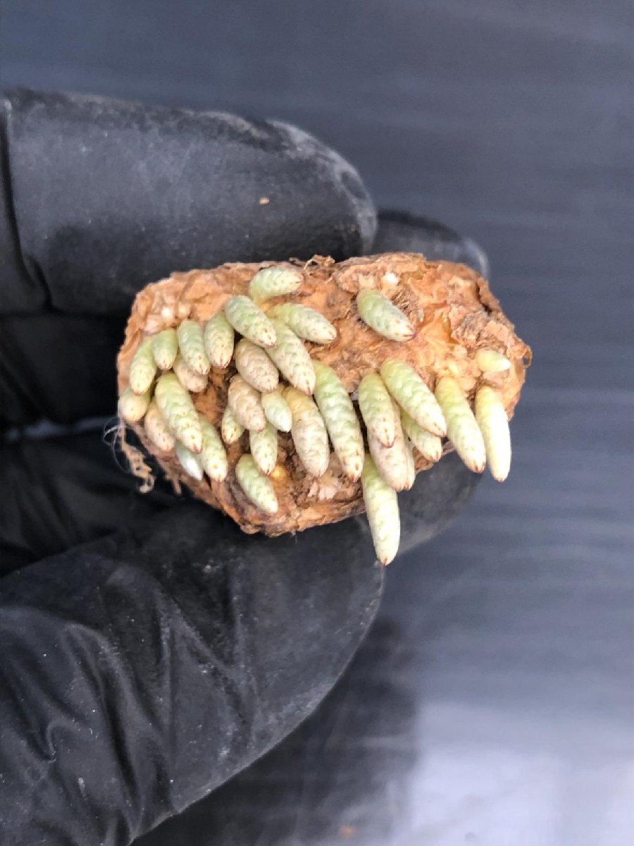 Yahoo!オークション - 9067 「多肉植物」アボニア クイナリア 抜き苗【...