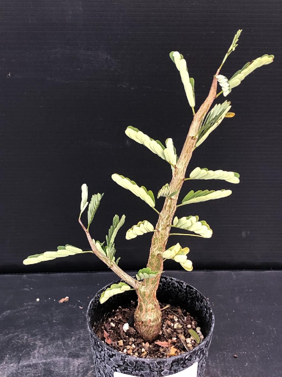 Yahoo!オークション - 5073 「実生」センナ メリディオナリス【種から...